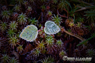 Eko-Kuvia: PAKKANEN...