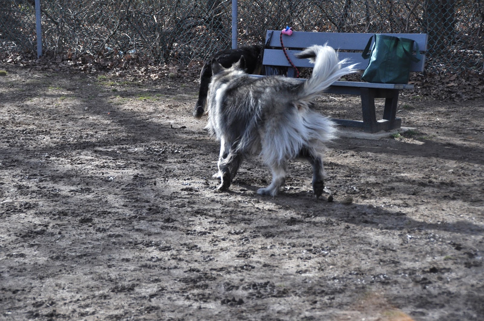 Cooper's Shiloh Shepherd Blog