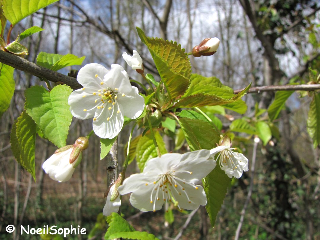 Le n'oeil de Sophie: Apéro