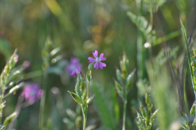 Delta Dunarii: Flora