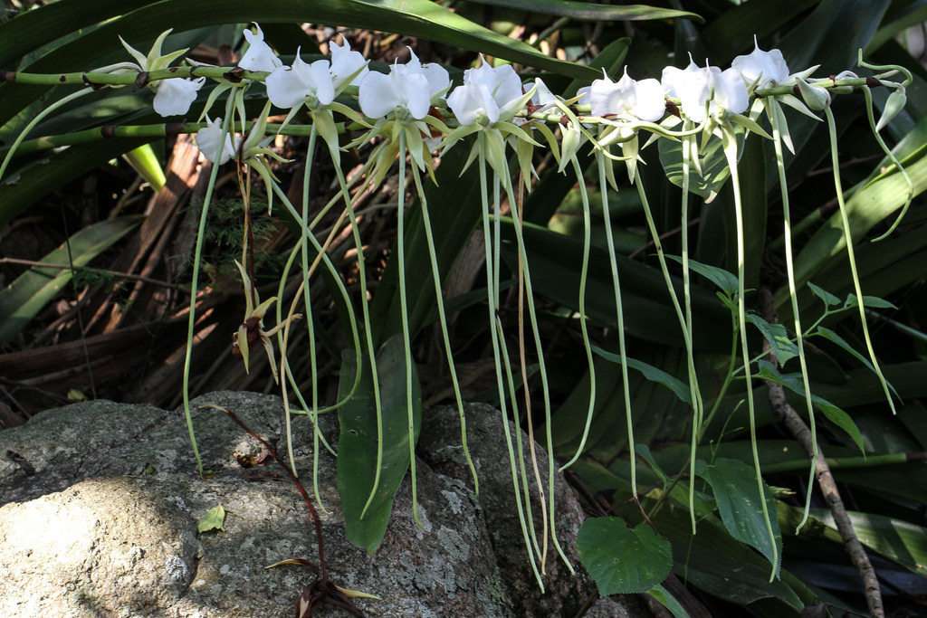 Angraecum longicalcar orchid plant care and culture | Travaldo's blog