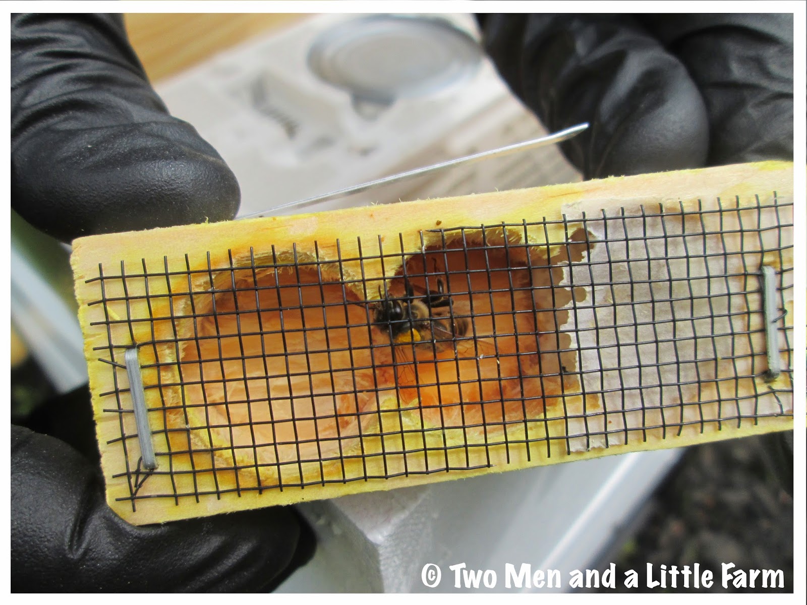 HOw To THE QUEENS ARE OUT