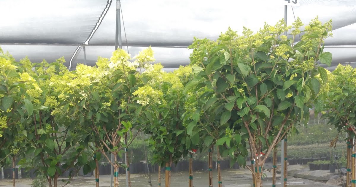 Recent Plant Photos at Western Tree Nursery: Hydrangea paniculata ...