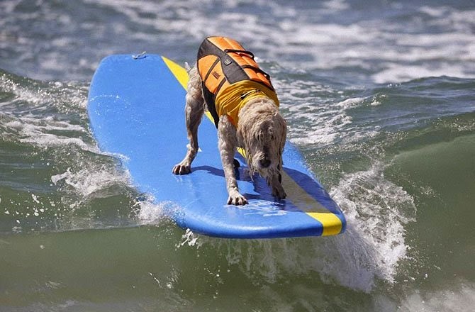 FUNNY REDDIT: Dogs Ride The Waves at Surfing Competition in California
