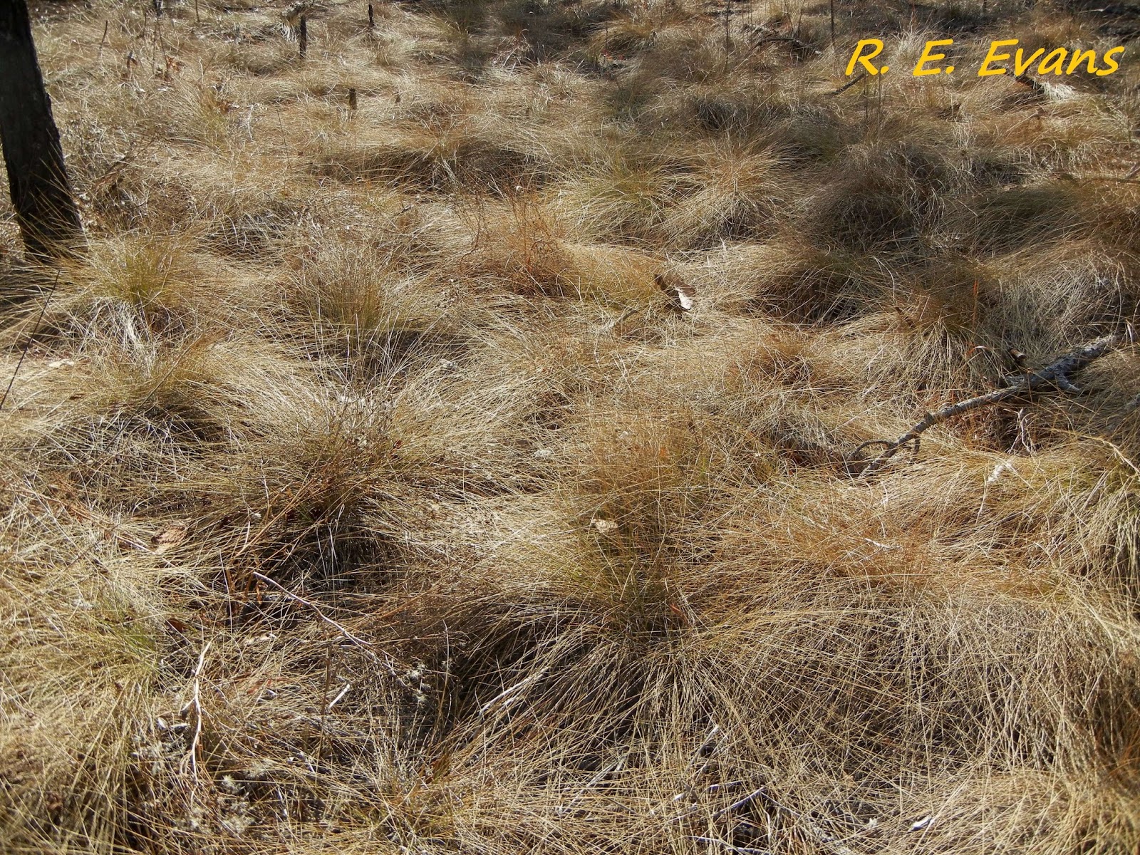 NC Plant Conservation & Beyond: Longleaf Pine Sandhills - fire and ...