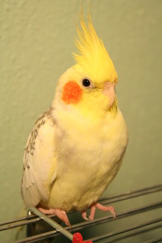 Ptice: NIMFA (PAPAGAJ)