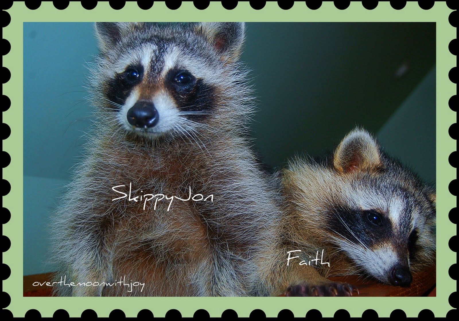 Over the Moon with Joy: Good-bye my Sweet Raccoons...