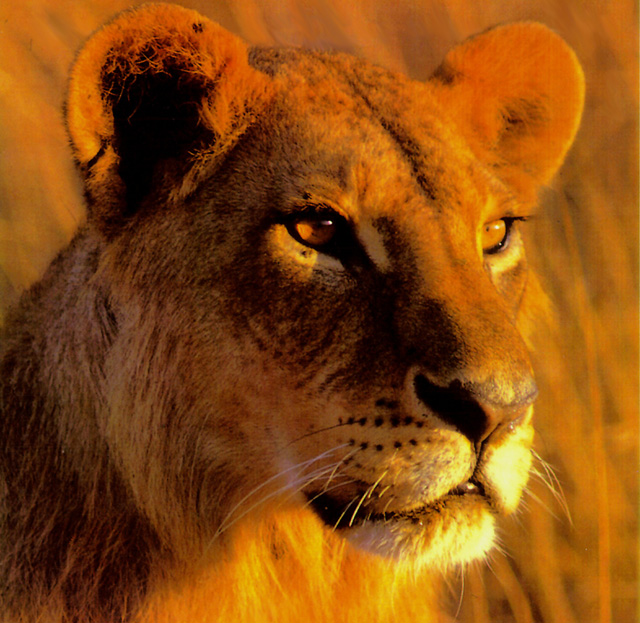 The Lion Roars Tonight