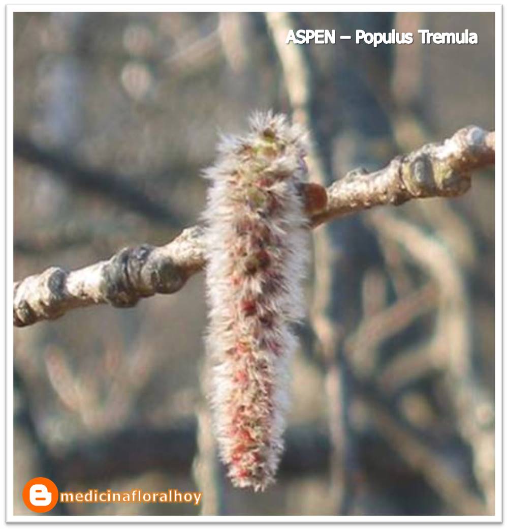 .:MEDICINA FLORAL HOY:. GABRIELA RICCIARDELLI: Flores de Bach - ASPEN ...