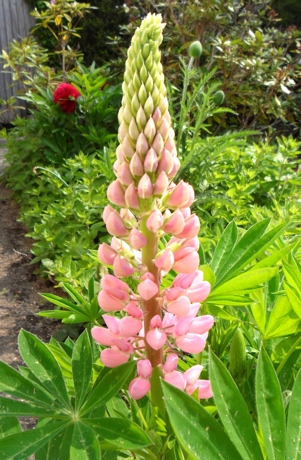 gillyflower: Flower Photos