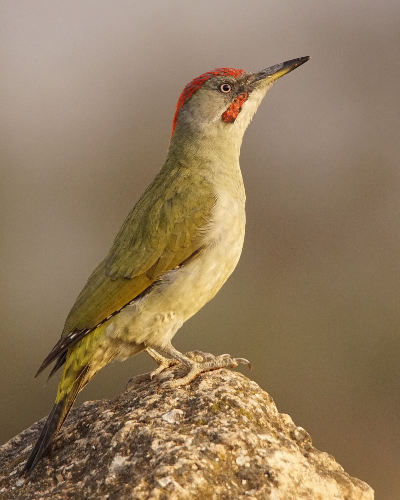 Pasión por las aves: Pito real.(Picus viridis)