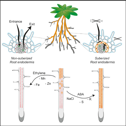 Suberin on Nutrient Stress