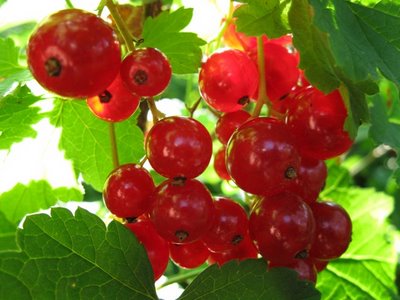 Disciplina della biologia che studia le forme di vita del mondo ...