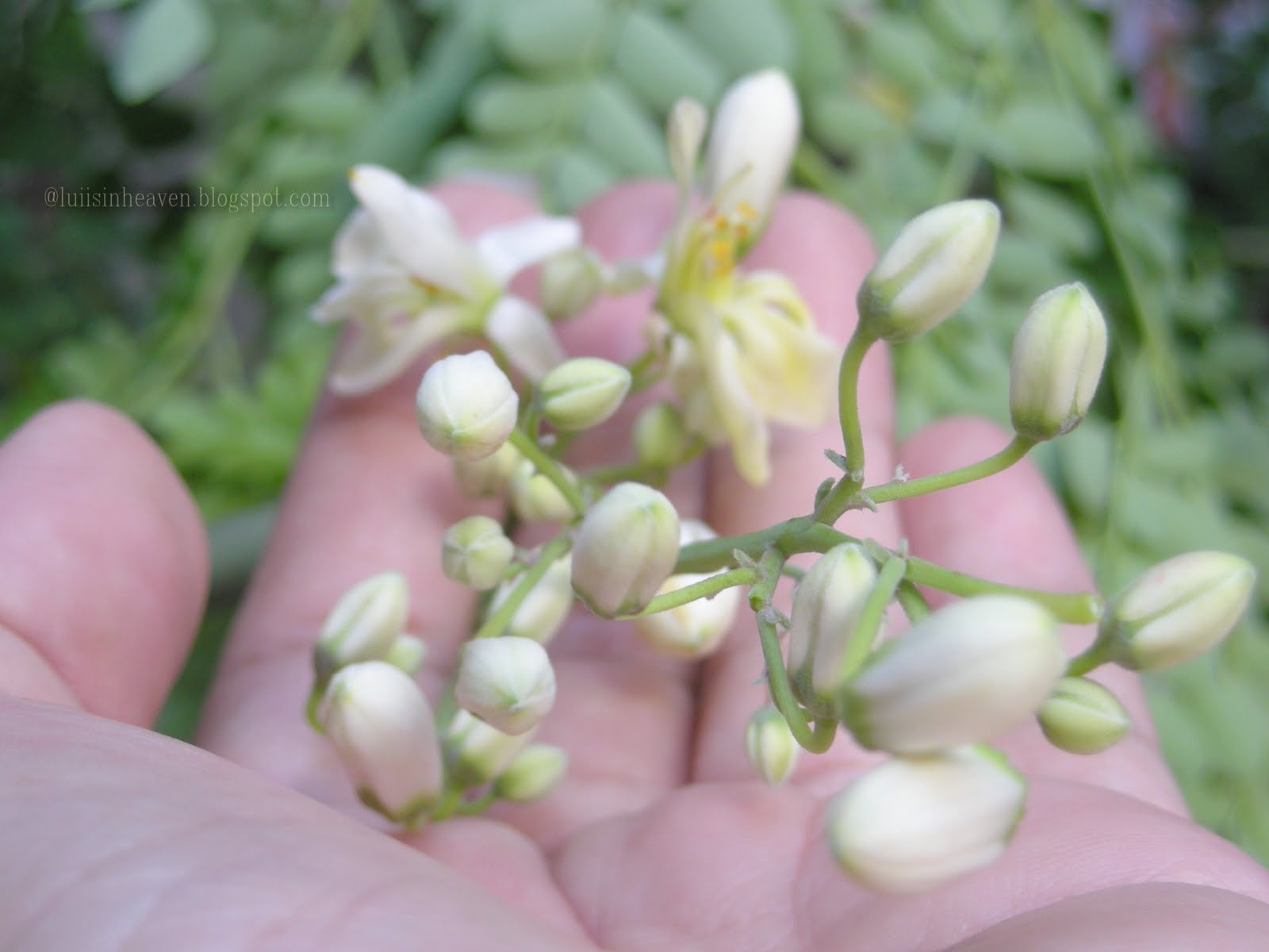 lui is in heaven: The Moringa Flower!