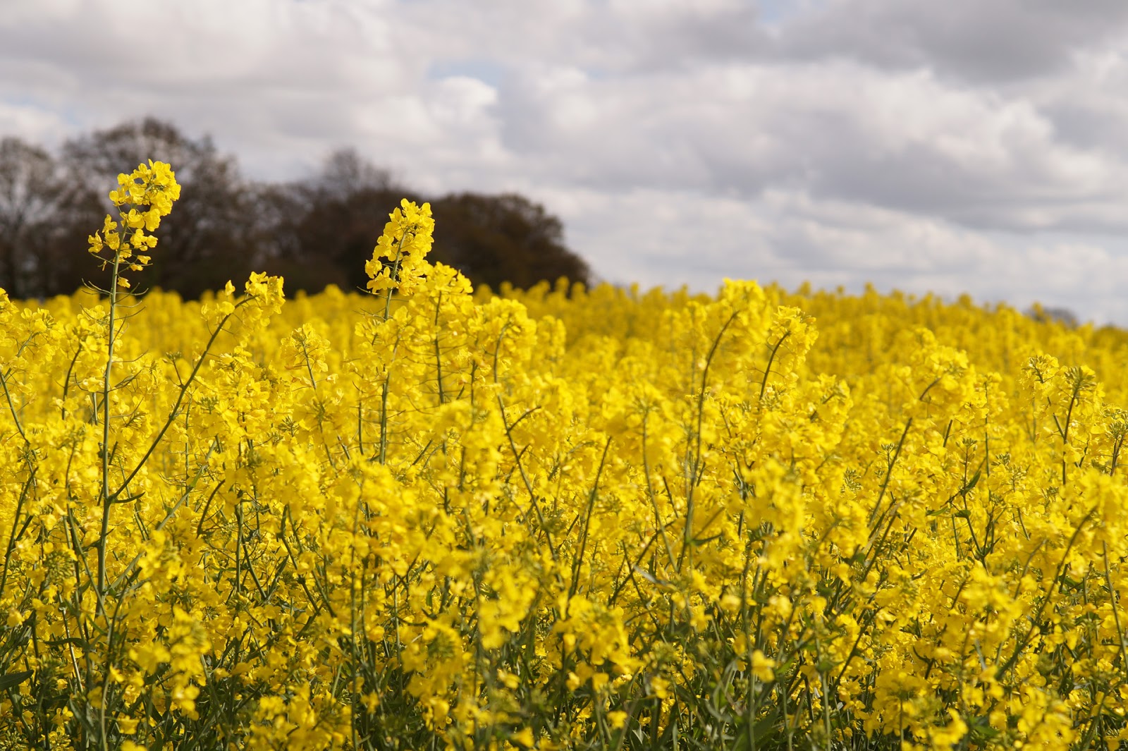 Fields of yellow - Sophie in the Sticks