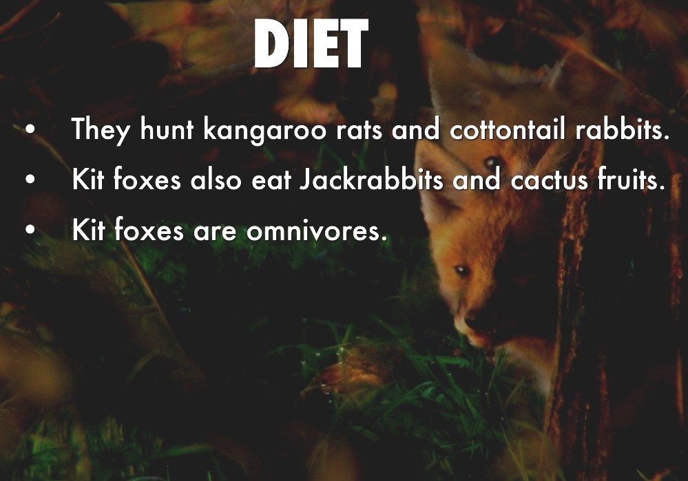 Kit Fox - Kit Fox Diet