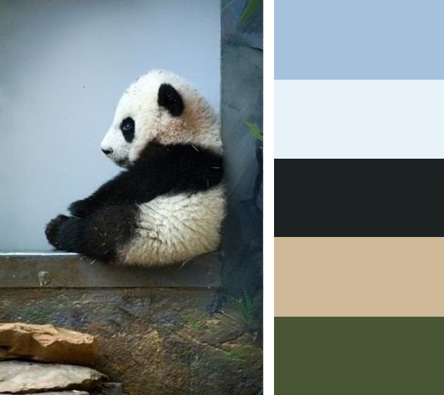 Becky Bedbug: Colour Palettes: Pandas