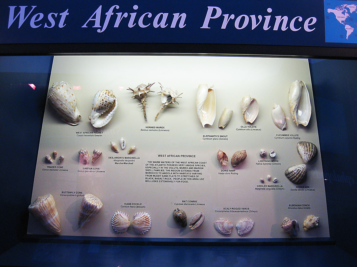 Sanibel Island - Lighthouse Beach and the Seashell Museum