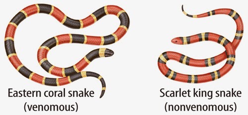 Wings & Fangs Conservation Trust: King Snake