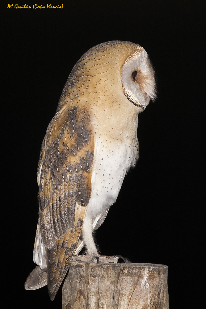 Fotografía de Naturaleza - JM Gavilán: Lechuza común o lechuza de ...