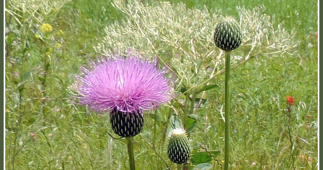 Meggie On The Prairie: A Prairie Thistle...for Monday's Country Backroads
