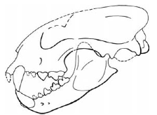 Escenarios prehistóricos: Proailurus