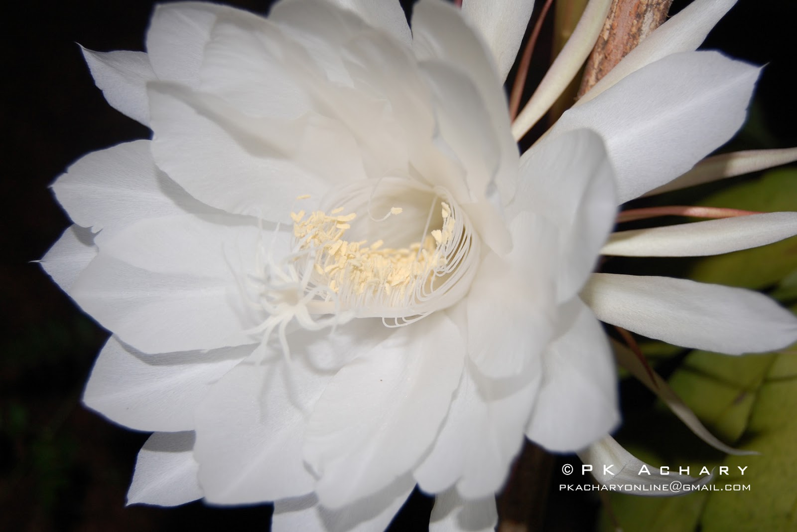 Nature Photos: Epiphyllum Oxypetalum (Nishagandhi / നിശാഗന്ധി) Flower