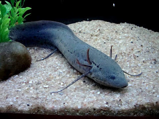 Diversidade dos animais: 2012