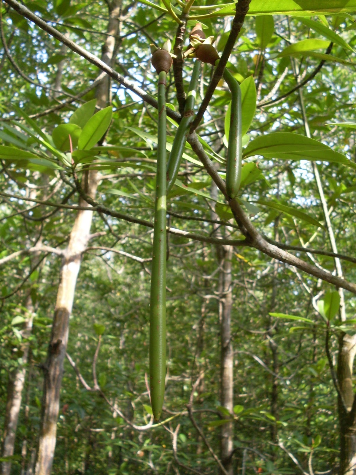 Tapak Ramsar Johor: Flora & Fauna