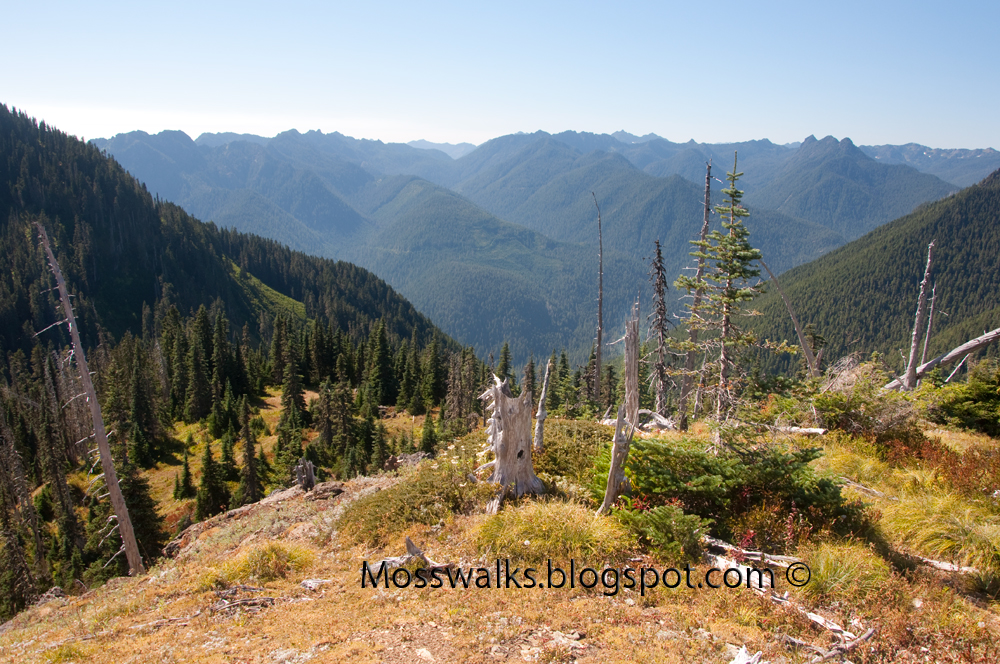 Walks with Moss: Wagon Wheel Ridge, Helicopter Day