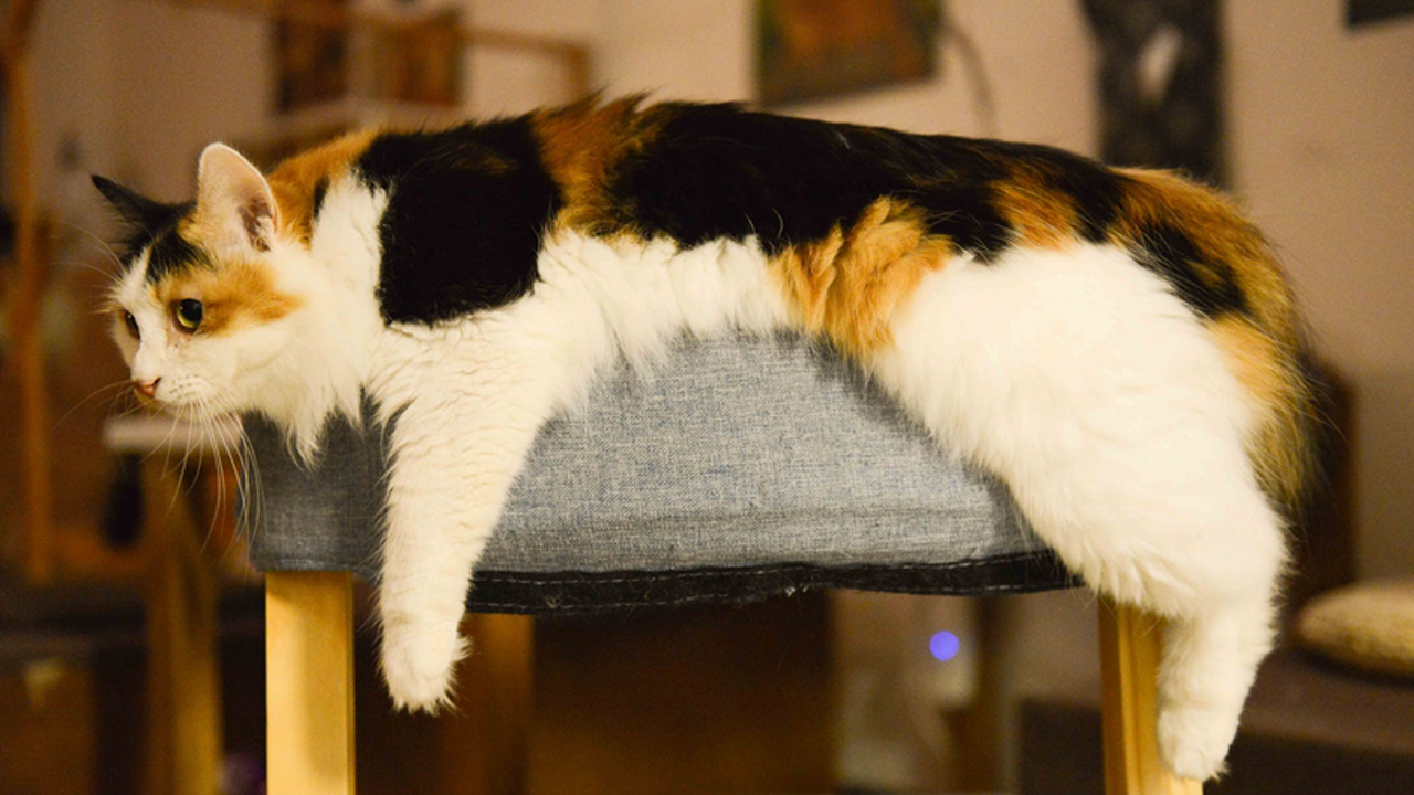 Cara Membuat Kucing Gemuk Dan Sehat Dengan Tepat - Felis Si Kucing