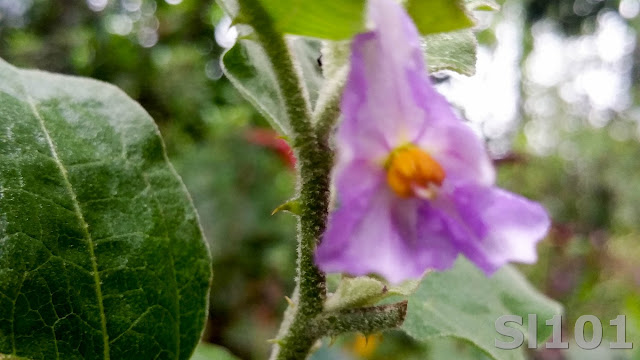 එලබටු - Ela batu - Thalana batu - Egg plant - Solanum melongena