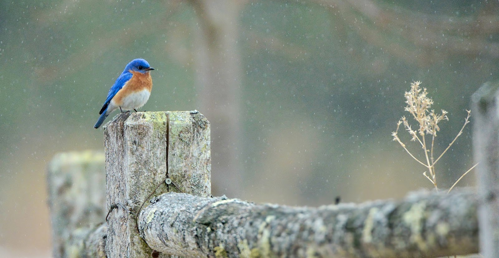 Merlebleu de l'est - Eastern Bluebird