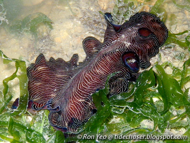 tHE tiDE cHAsER: Flatworms (Phylum Platyhelminthes) of Singapore