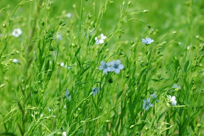 Linhaça - Linum usitatissimum