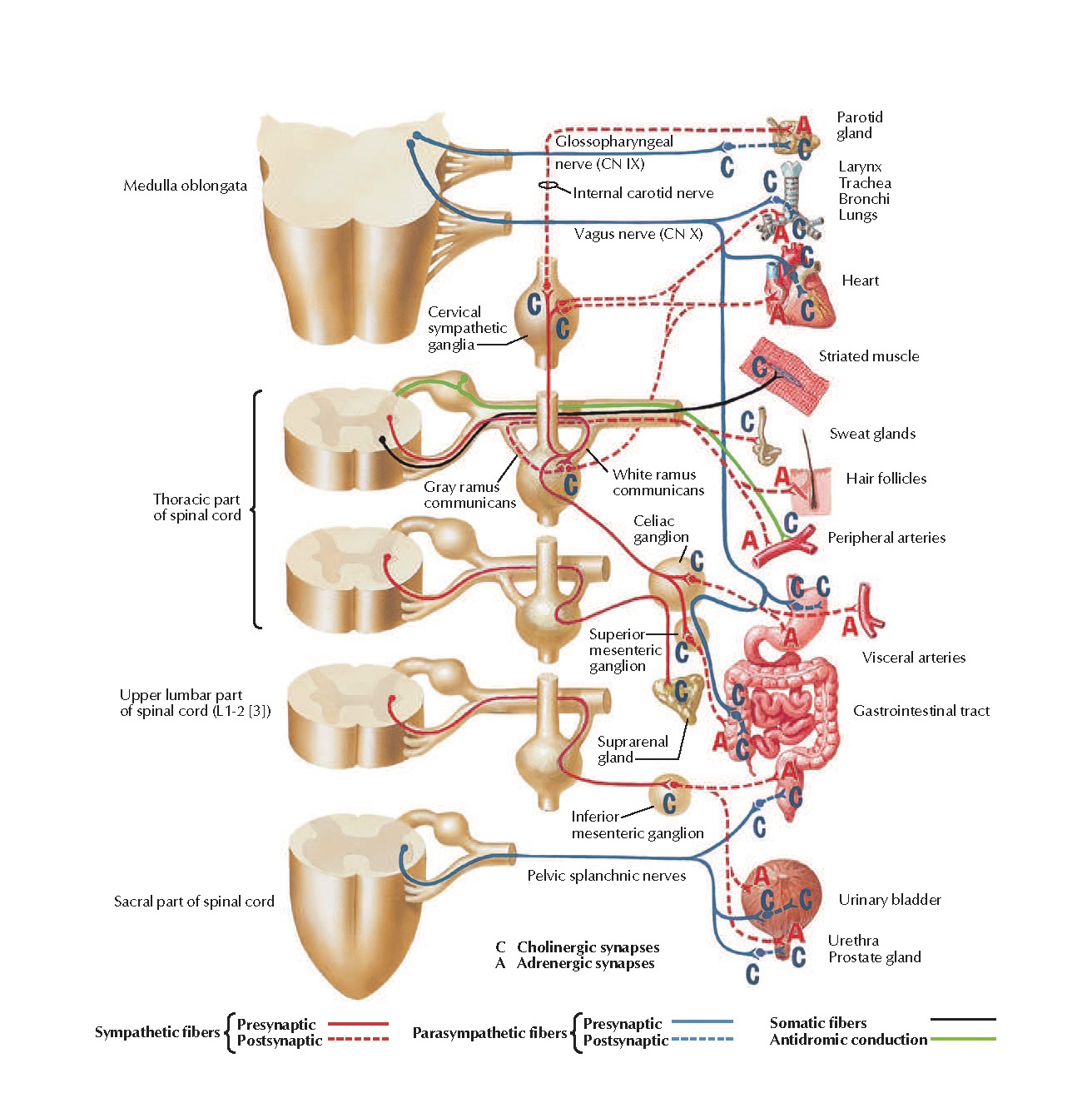 Cholinergic and Adrenergic Synapses: Schema Anatomy - pediagenosis