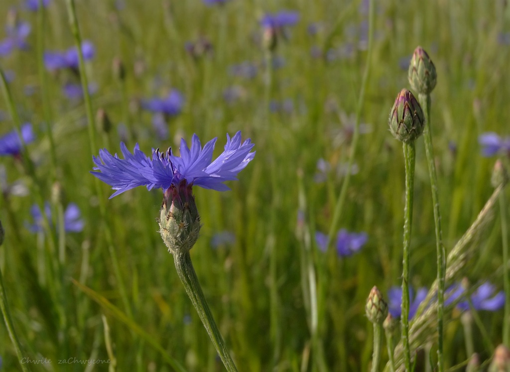 Chwile zaChwycone: Modrak, chaber bławatek