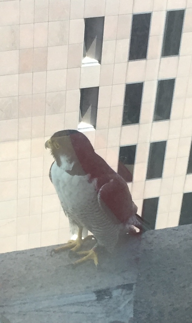 Columbus Peregrine Falcon Update: Riffe Tower Visitors