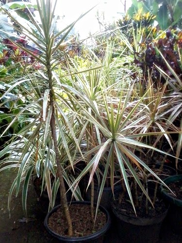 Aneka tanaman hias dan pohon perindang ~ Arya Flower Landscape