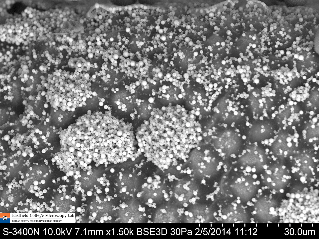 Scanning Electron Microscope Blog: Slime Molds - not really molds ...