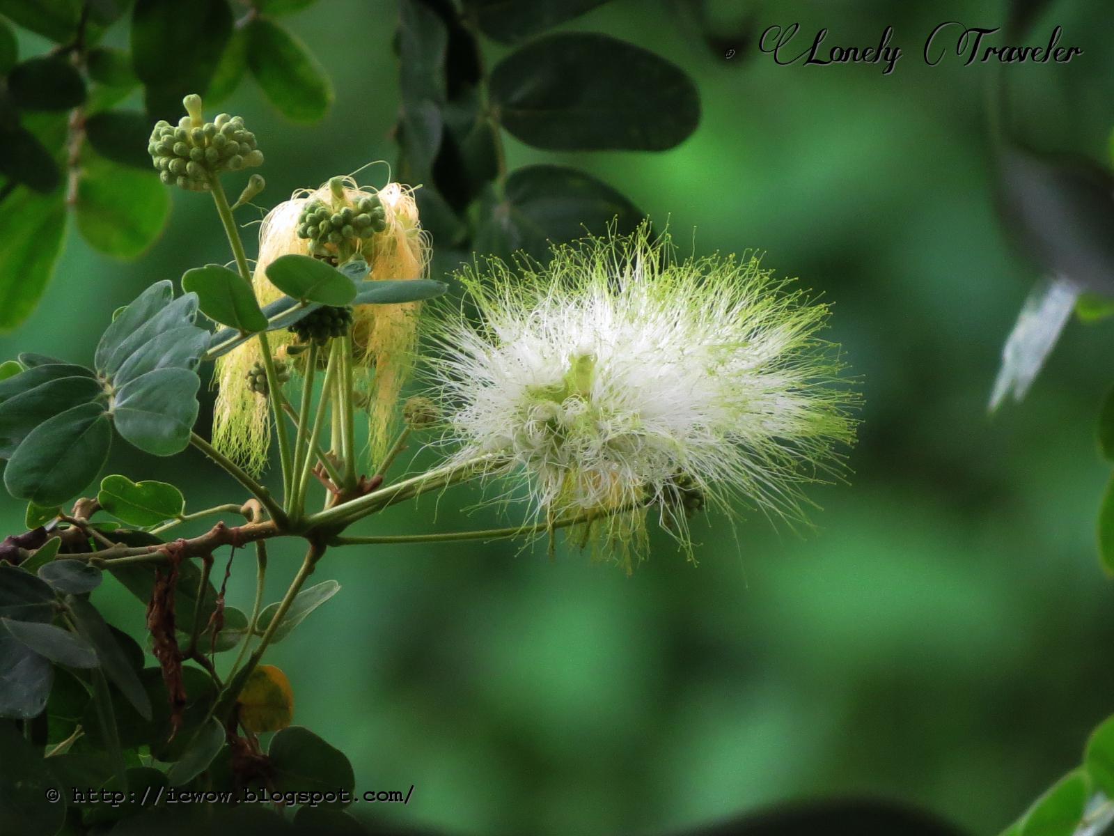 Shirish - Albizia lebbeck