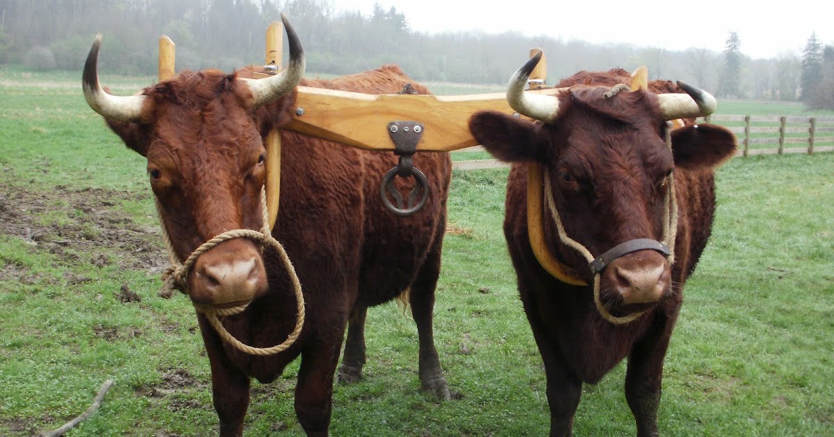 Birney's Division News: Learn to drive an oxen team!