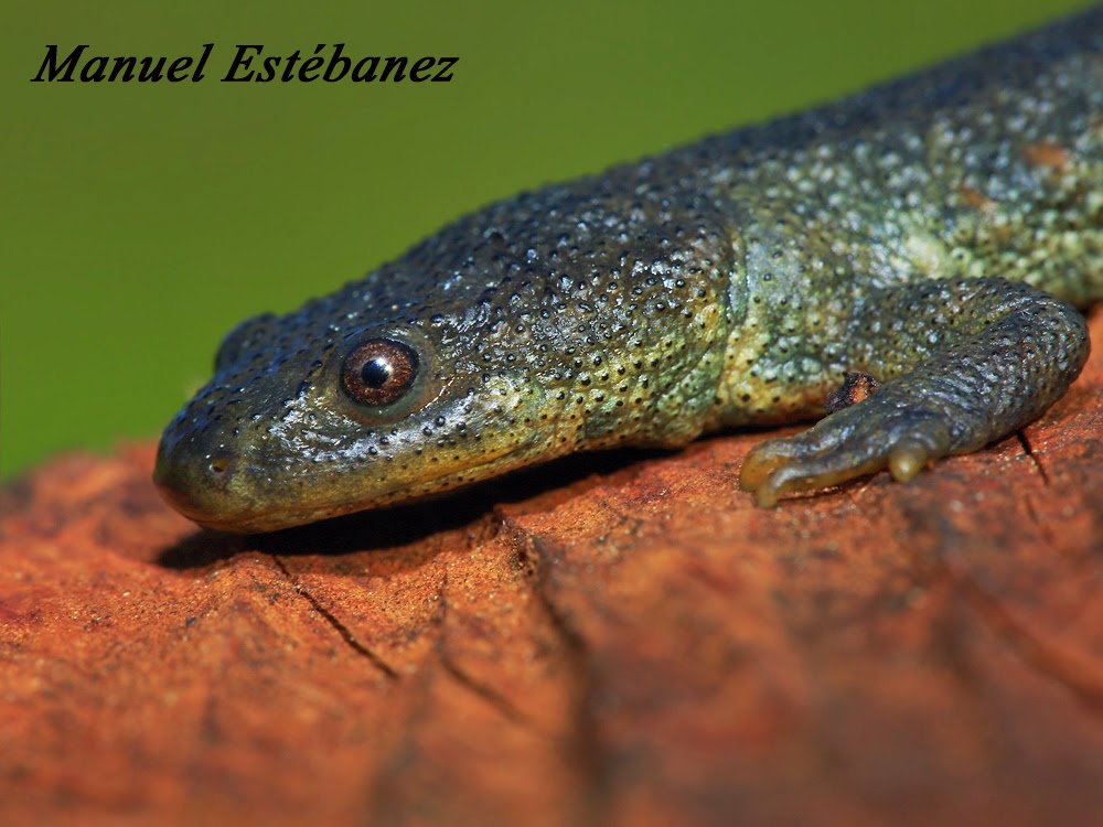 Miradas Cantábricas: Gallipato (Pleurodeles waltl)