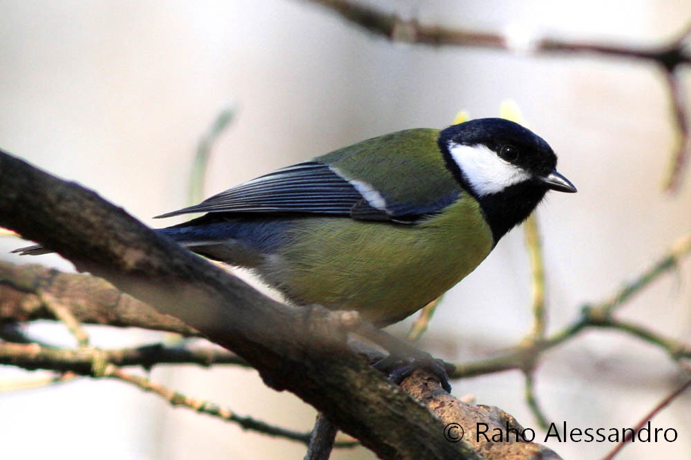l'Osservatorio dei Neorniti: Passeriformi: Cinciallegra