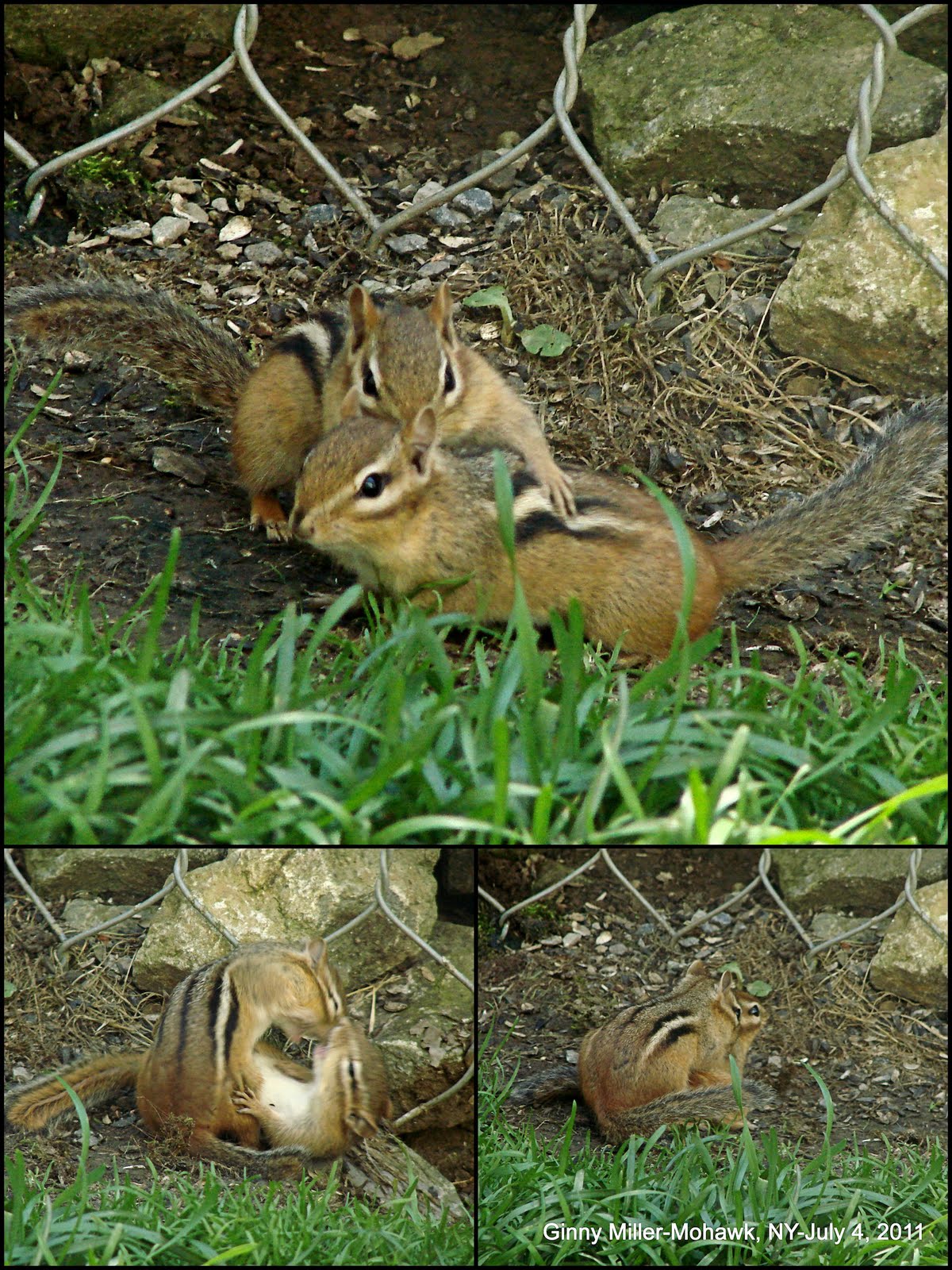 Photography By Ginny: July 3rd, 4th, 5th, 2011-Chipmunks Mating-Fox ...
