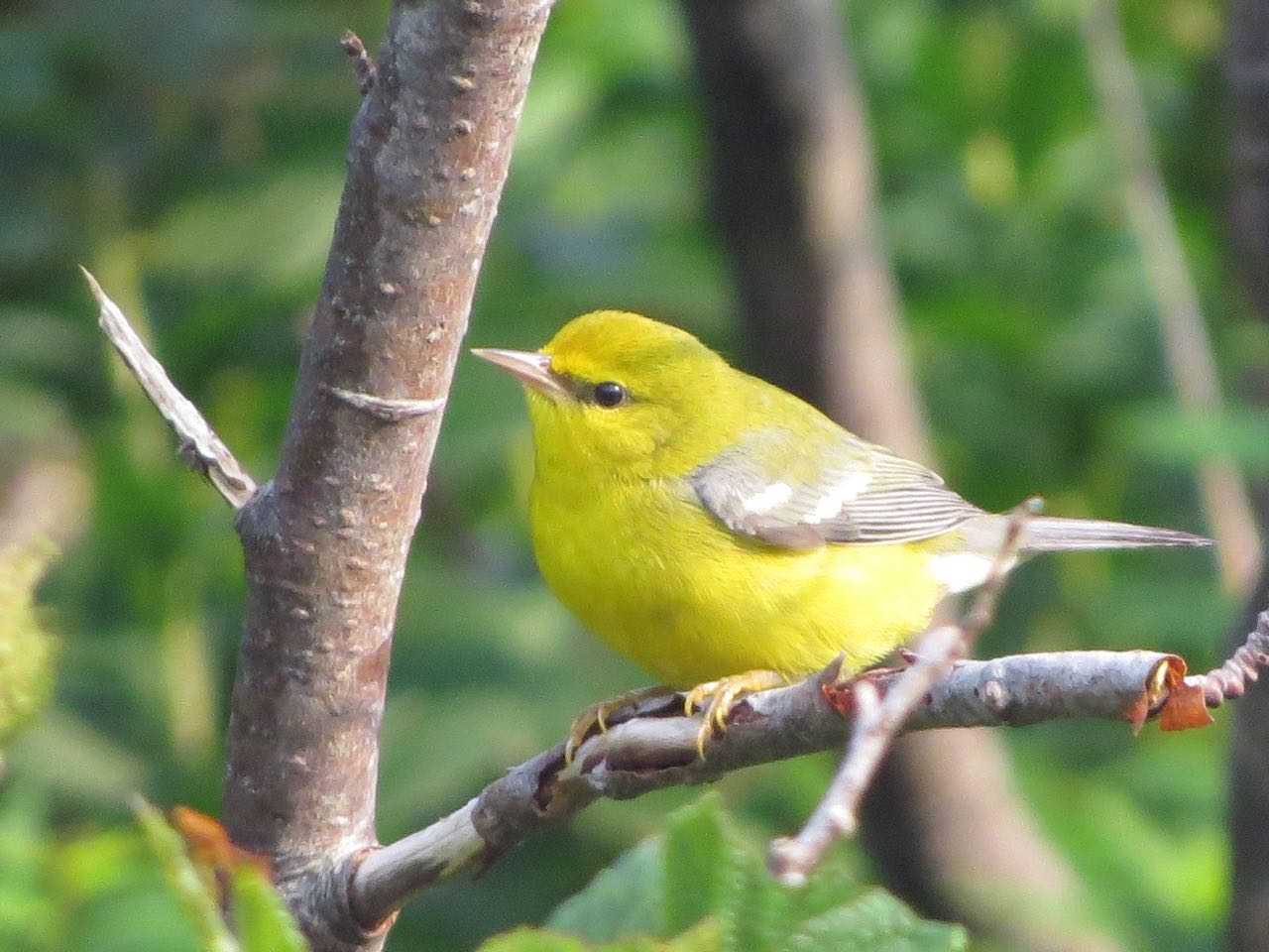 Birding with Buckley: A Blue-winged Warbler!