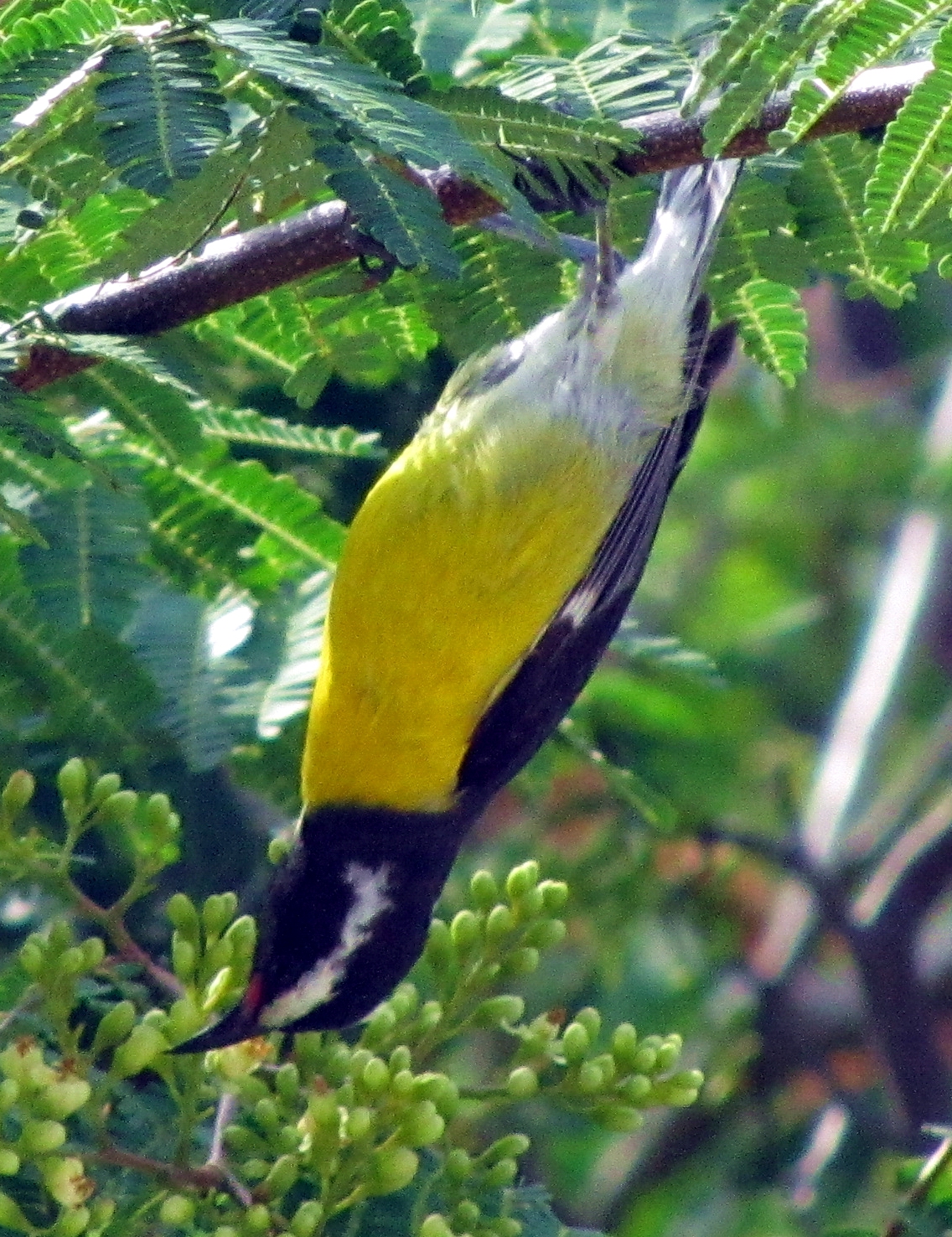 Hiking Curaçao - Flora and Fauna: Bananaquit - Geelbuikje - Barika Hel