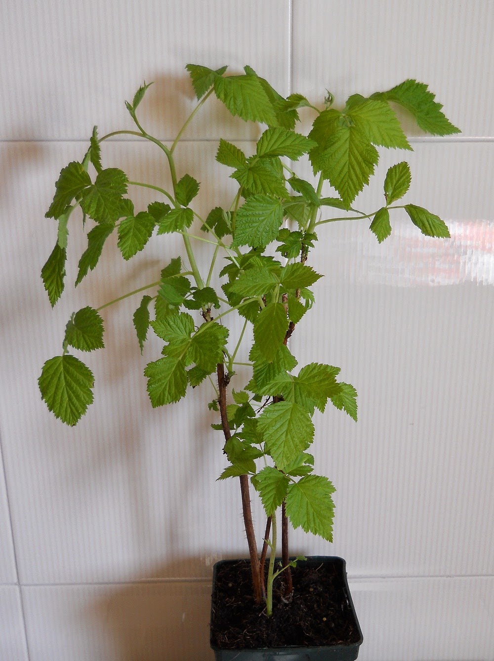 Plantas para hombres: rubus idaeus, frambueso