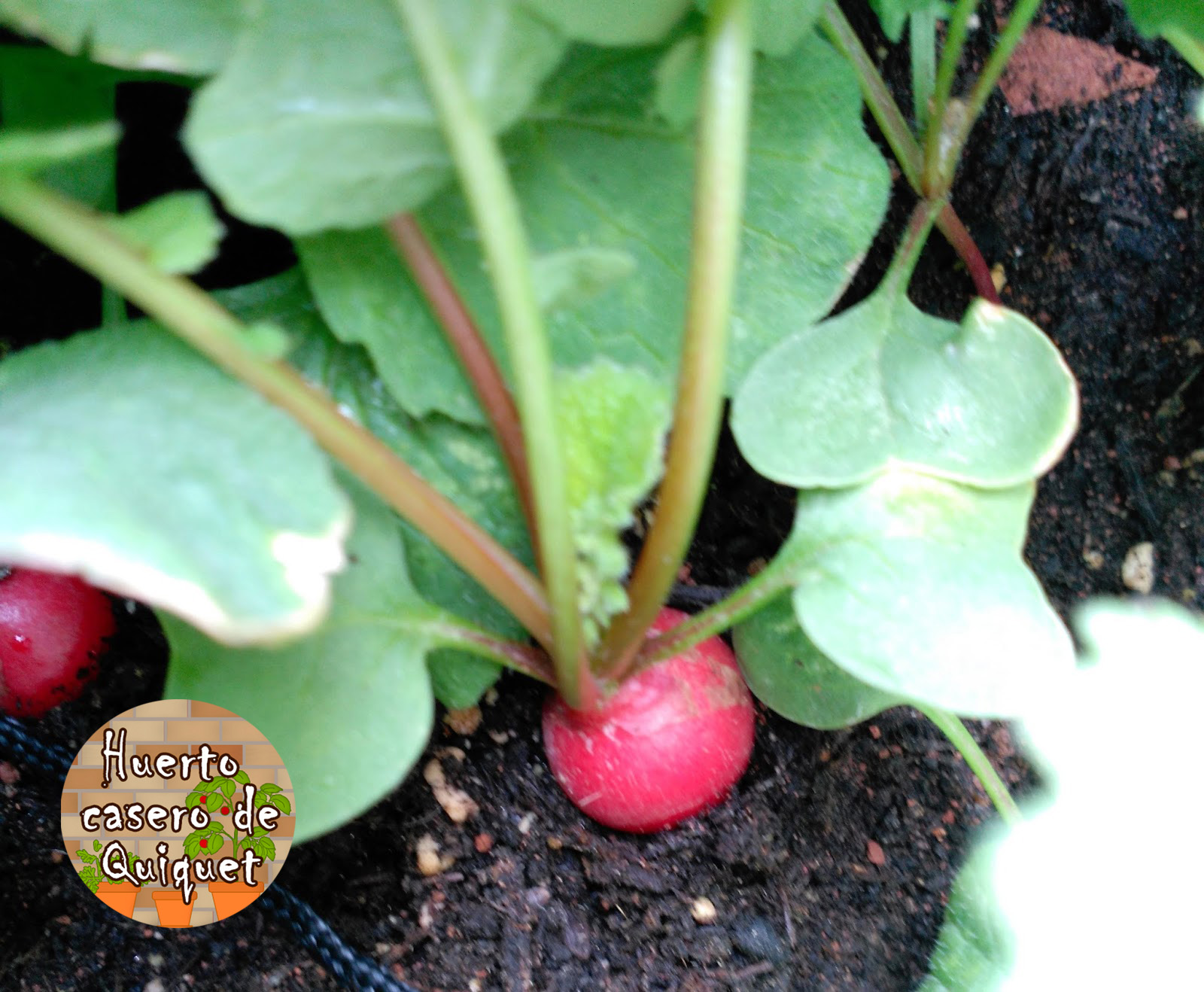 Las abuelas un mundo de sabiduria: Propiedades curativas del rabano