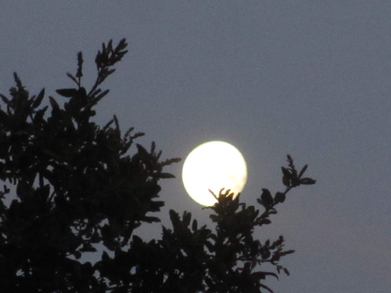 Dying for Chocolate: MOONLIGHT CHOCOLATE CAKE: National Cake Day